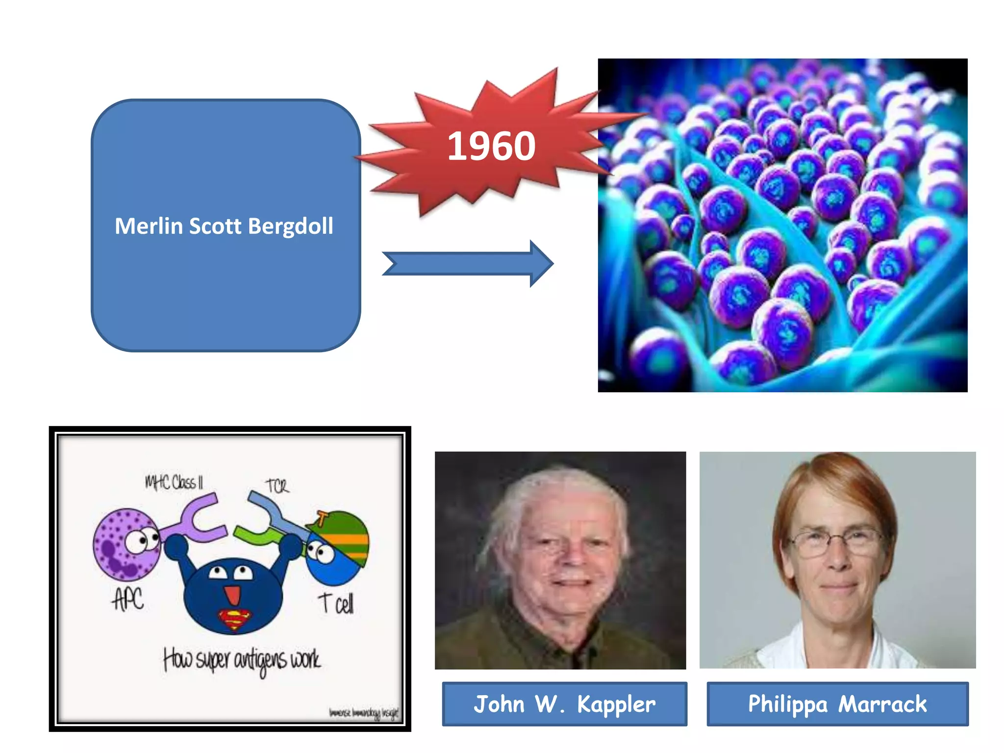 Superantigen | PPT