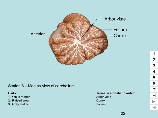Dissectible Brain Model PowerPoint