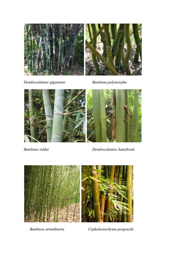 Bamboo | PDF