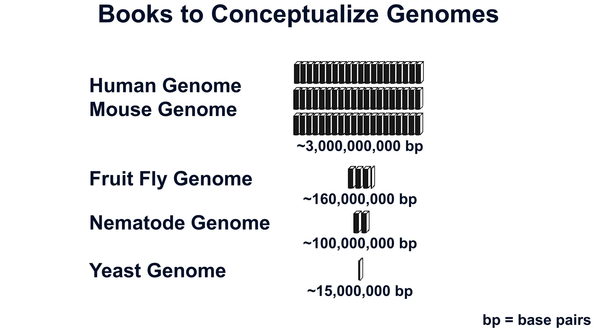 HUMAN GENOME PROJECT OVERVIEW.pptx
