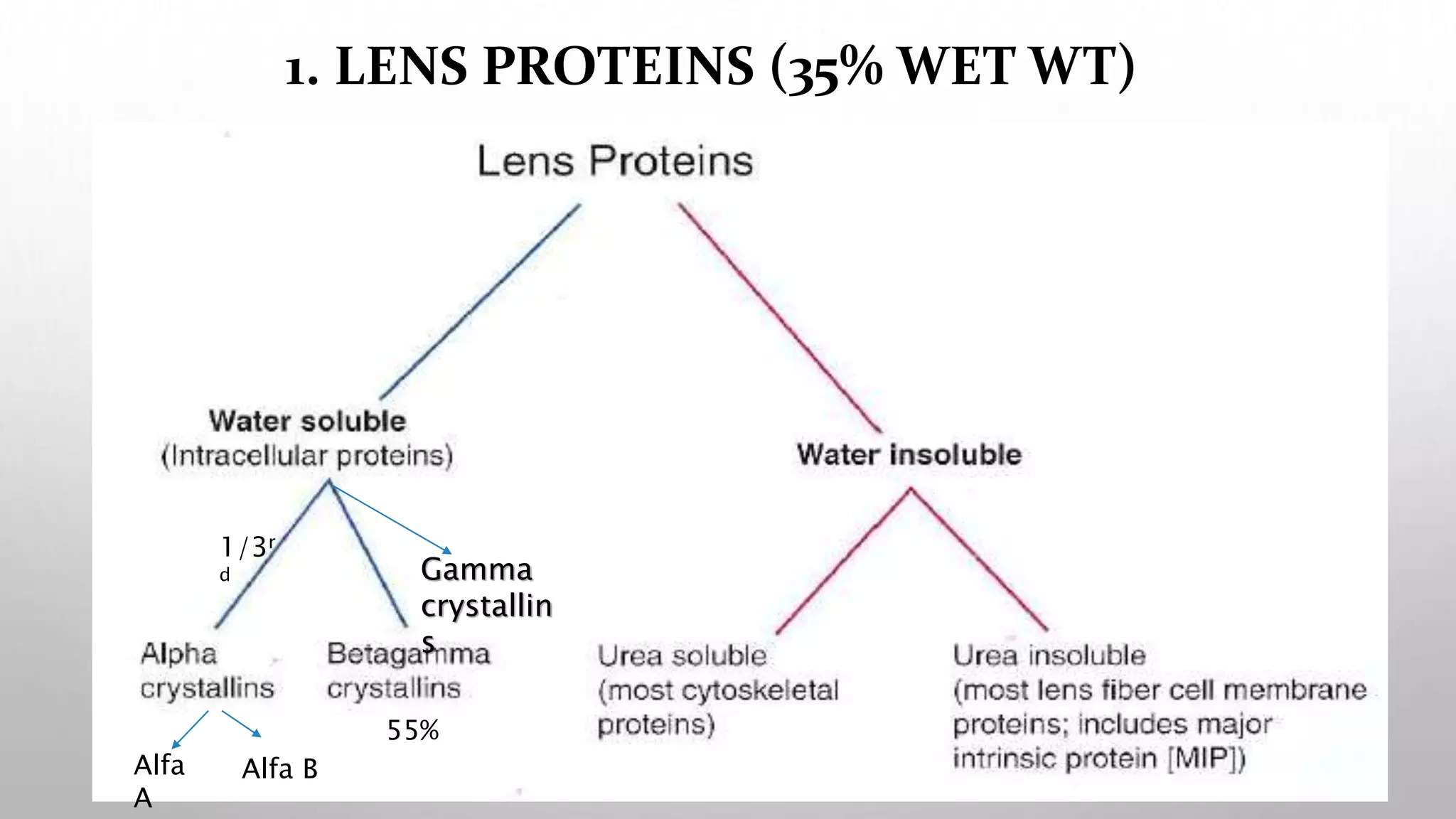 Physiology of lens and Cataractogenesis | PPTX