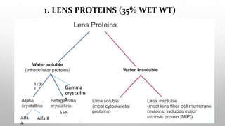Physiology of lens and Cataractogenesis | PPTX