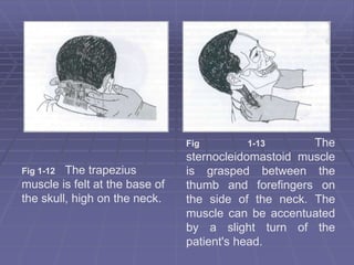 9202750.ppt pathological tooth wear. Attraction. Erosion | PPT