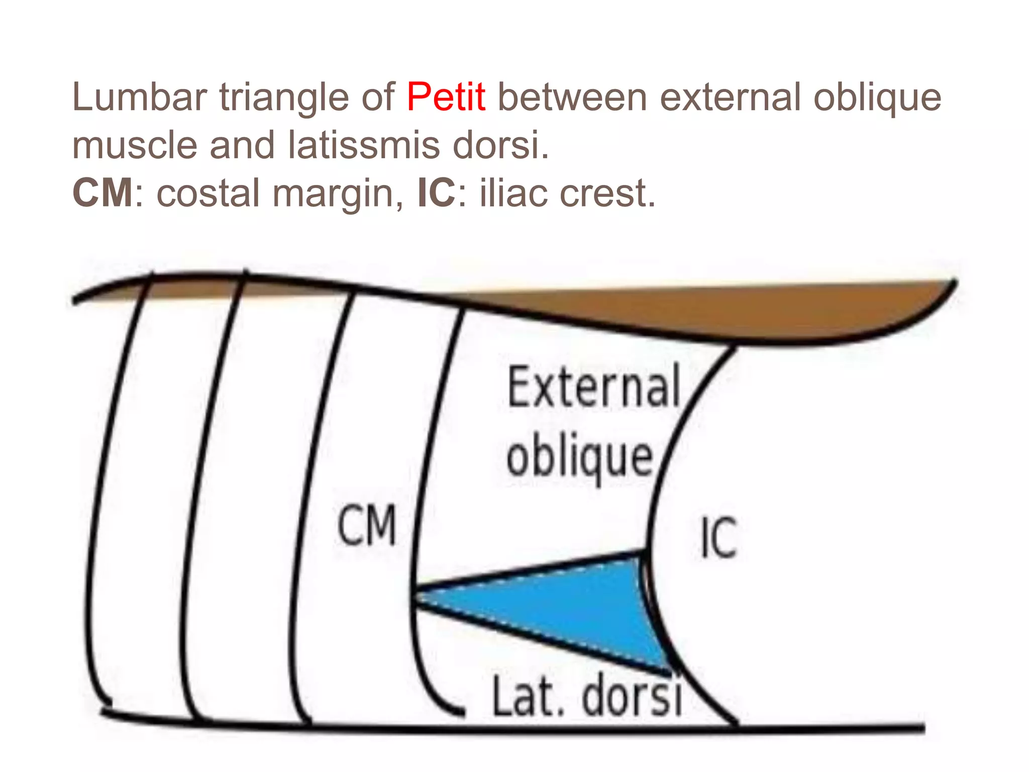 Ultrasound Guided Transversus Abdominis Plane (TAP) Block | PPT
