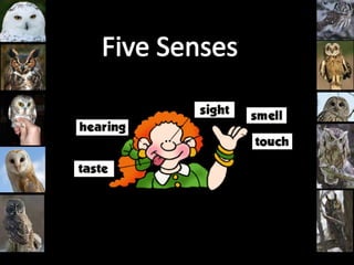 Becoming Owls by Matt Welter | PDF | Birds | Pets