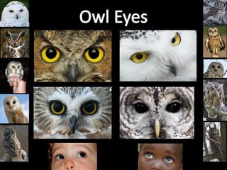 Becoming Owls by Matt Welter | PDF | Birds | Pets