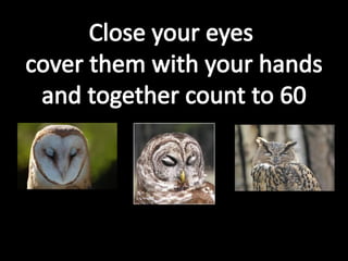 Becoming Owls by Matt Welter | PPT