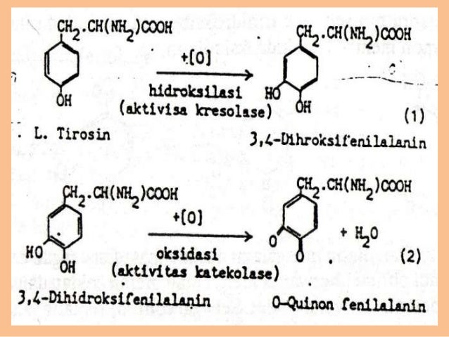 92349448 reaksi-browning-pencoklatan-pada-makanan