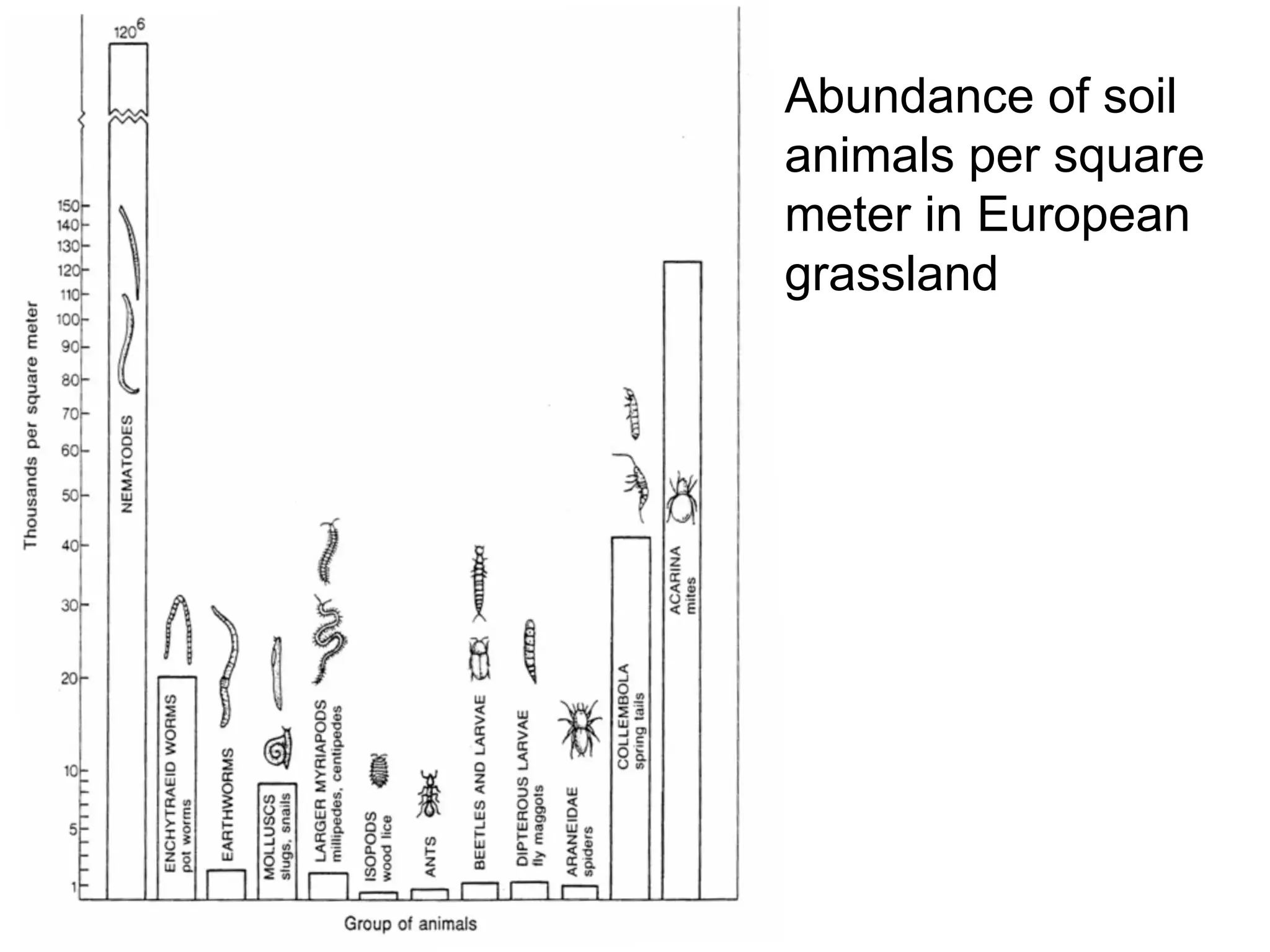 9247872 Nematode Biology And Ecology Slides Ppt