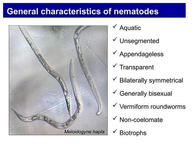 9247872-nematode-biology-and-ecology-slides.ppt