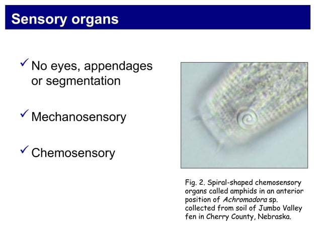 9247872 Nematode Biology And Ecology Slides Ppt