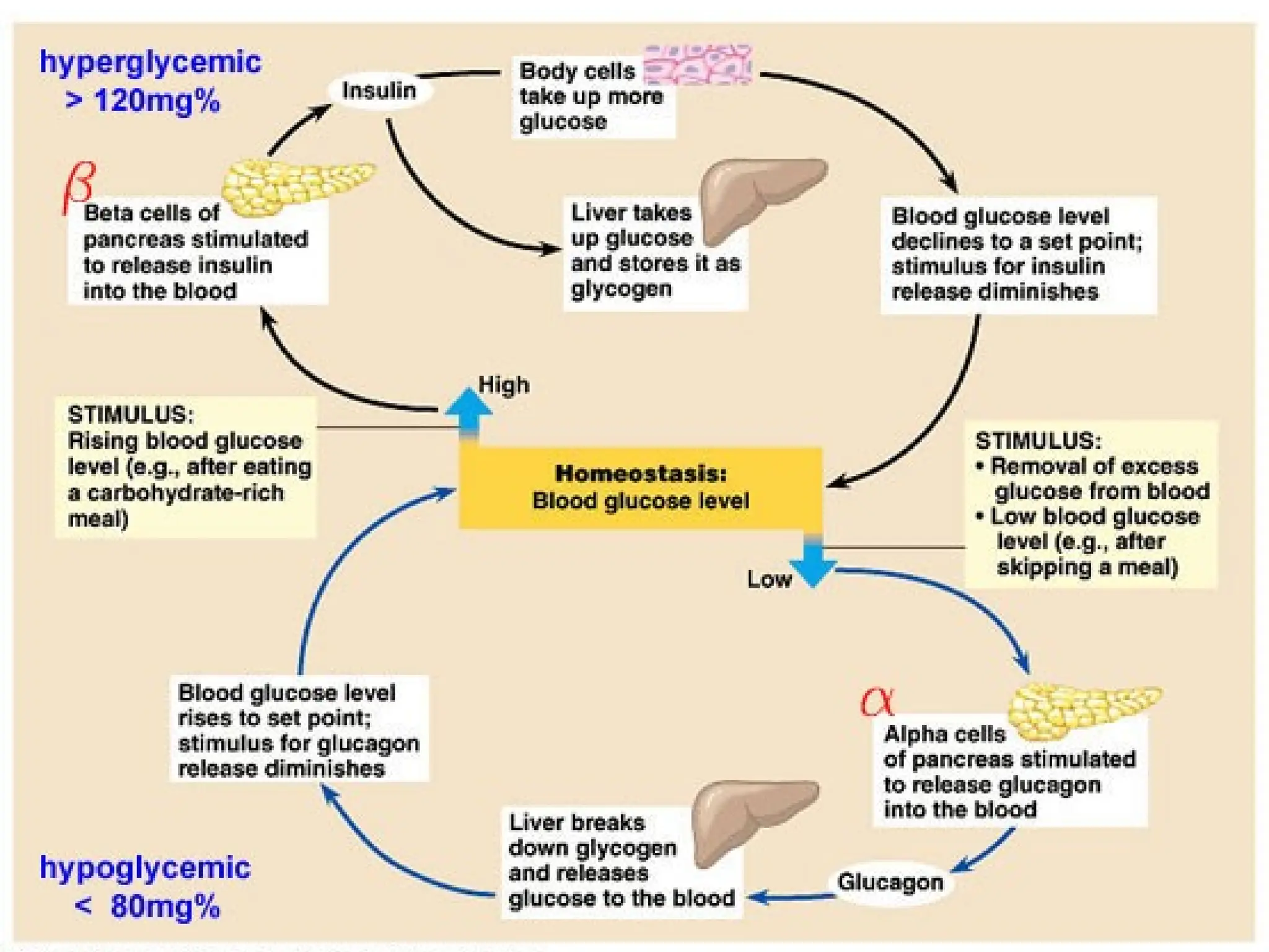 The-Role-of-Hormones science 10 aguinaldo | PPTX