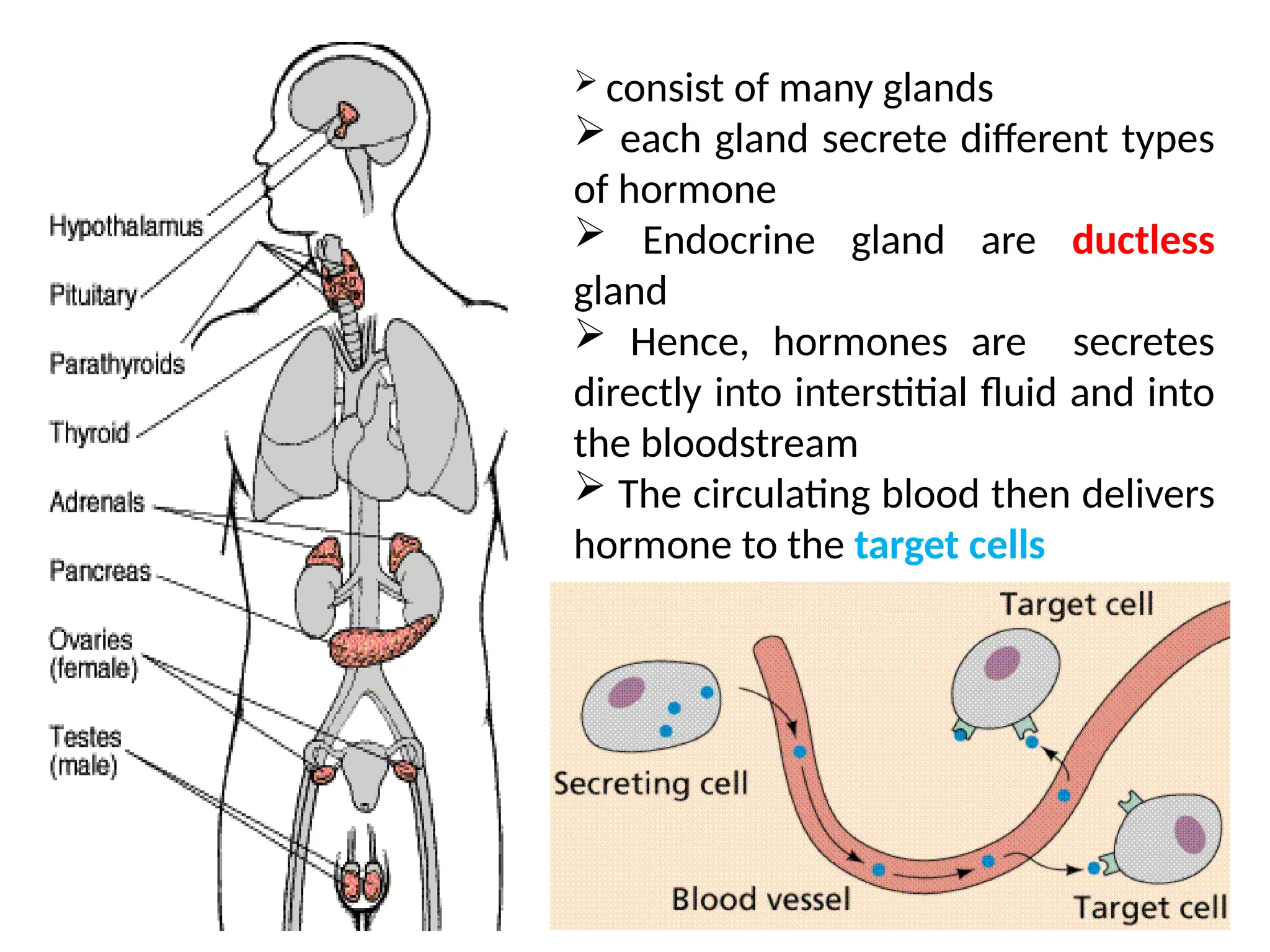 The-Role-of-Hormones science 10 aguinaldo | PPTX