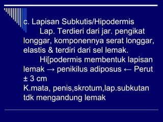92688560 anatomi-sistem-integumen | PPT