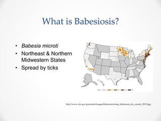 BABESIOSIS FINAL PREP | PPTX