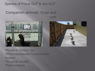 CARECHPCupdated | PPT