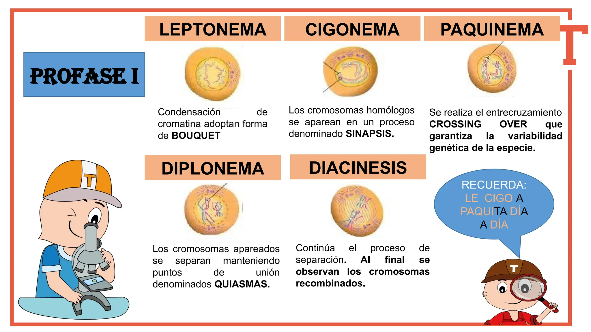 Ciclo celular Meiosis Trilce 5to Secundaria.pptx