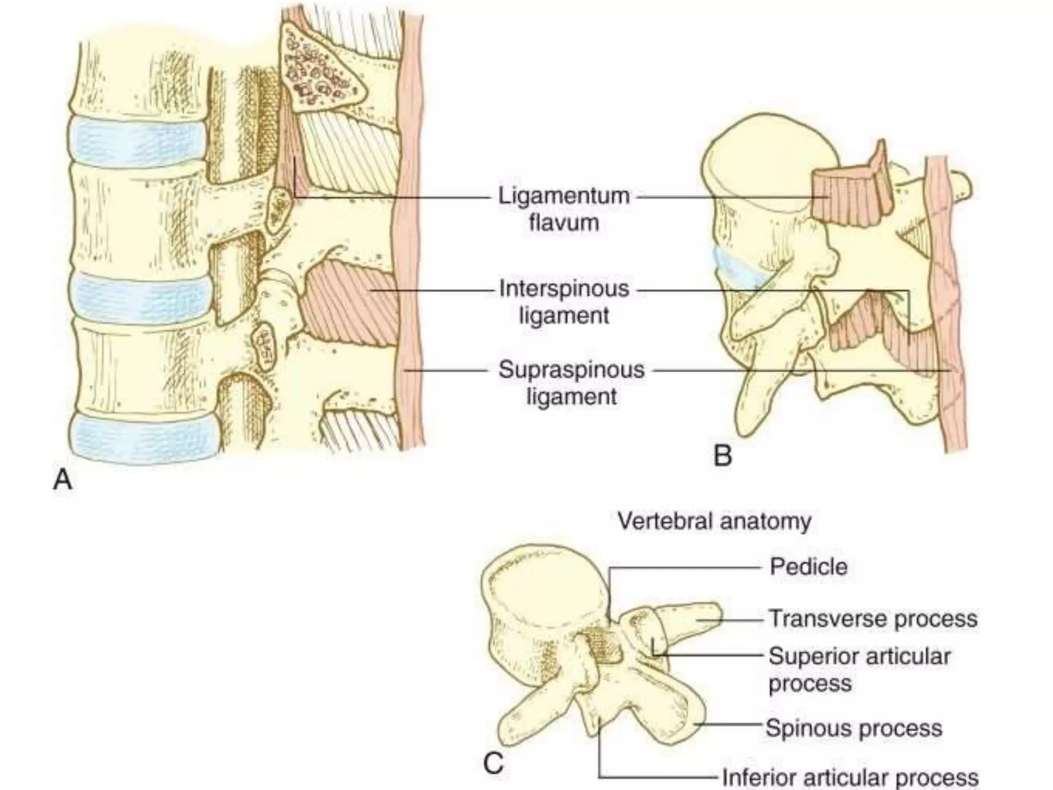 Spinal anesthesia (Anatomy and Pharmacology) | PPTX