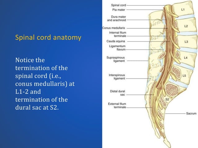 Spinal anesthesia (Anatomy and Pharmacology) | PPTX | Illegal Drugs ...
