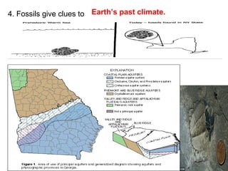 Fossils to sedimentary rock | PPTX