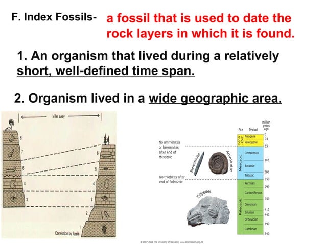 Fossils to sedimentary rock | PPTX