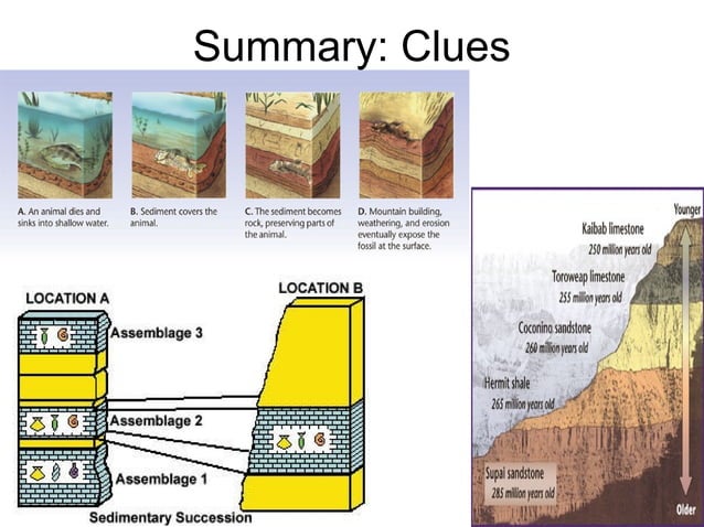 Fossils to sedimentary rock | PPTX