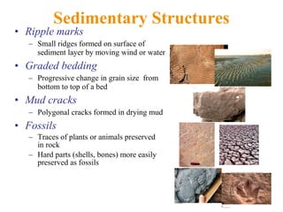 Fossils to sedimentary rock | PPTX