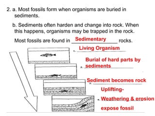Fossils to sedimentary rock | PPTX