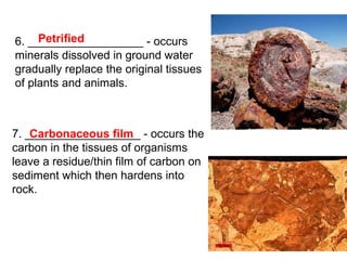 Sedimentary Rocks With Animal Fossils
