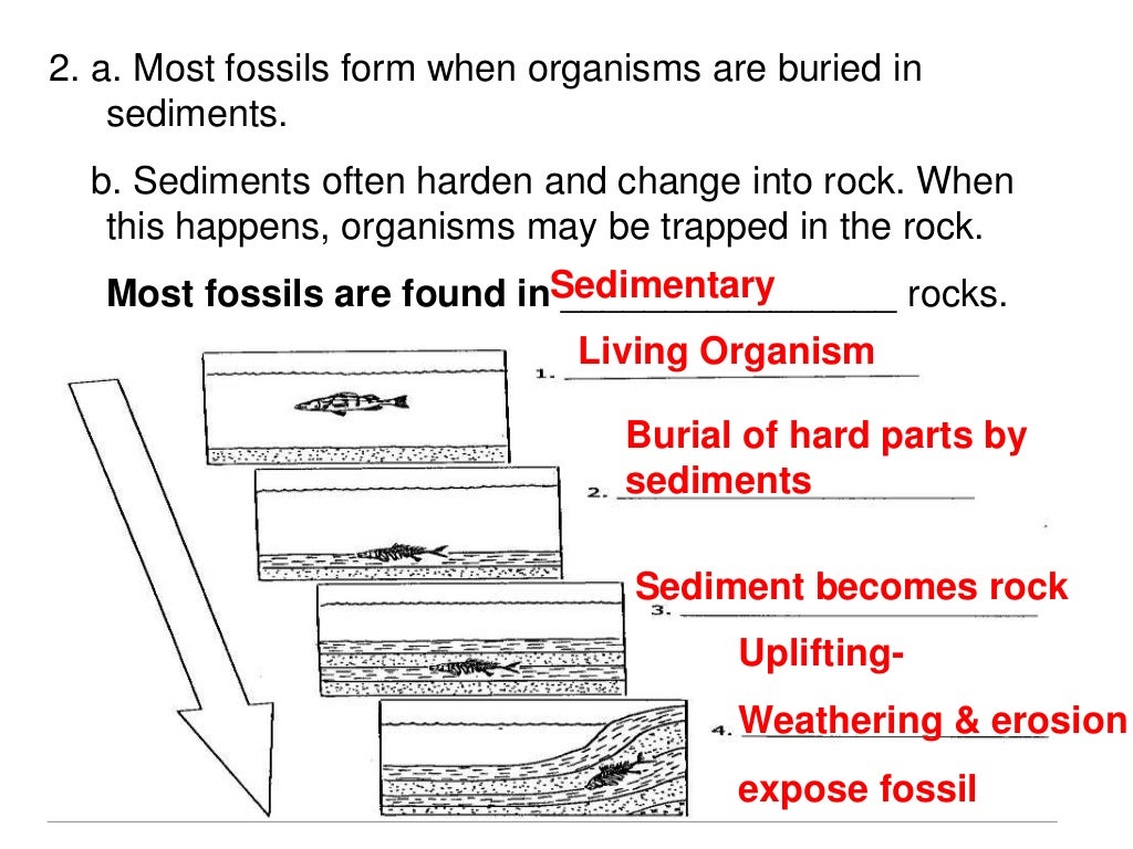 Fossils to sedimentary rock