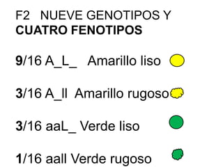 Ejemplos de la primera y segunda ley de Mendel | PDF