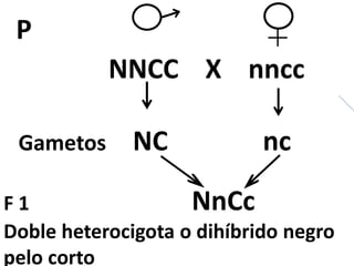Ejemplos de la primera y segunda ley de Mendel | PDF