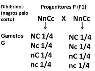 Ejemplos de la primera y segunda ley de Mendel | PDF