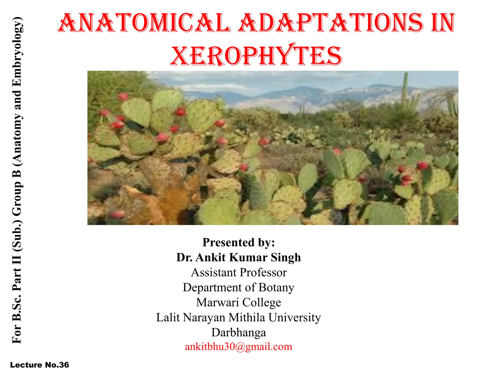 Anatomical adaptations in Xerophytes.pdf