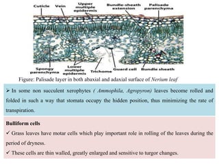 Anatomical adaptations in Xerophytes.pdf