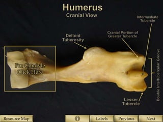 Skeletal structure of the Equine Forelimb | PPTX
