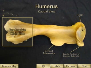 Skeletal structure of the Equine Forelimb | PPTX