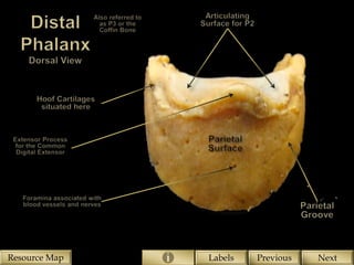 Skeletal structure of the Equine Forelimb | PPTX