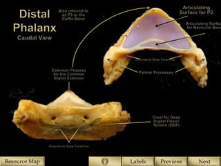 Skeletal structure of the Equine Forelimb | PPTX