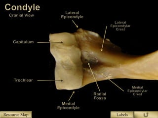 Skeletal structure of the Equine Forelimb | PPTX