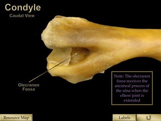 Skeletal structure of the Equine Forelimb | PPTX