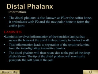 Skeletal structure of the Equine Forelimb | PPTX