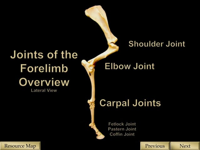 Skeletal structure of the Equine Forelimb | PPTX | Browsers | Computer ...