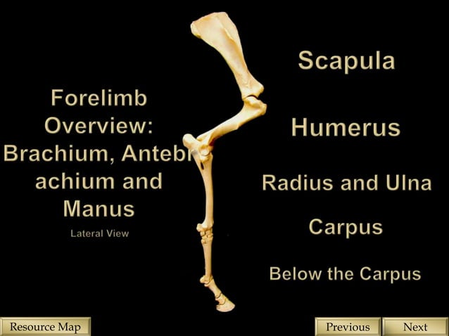 Skeletal structure of the Equine Forelimb | PPTX | Browsers | Computer ...