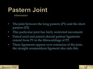 Skeletal structure of the Equine Forelimb | PPTX