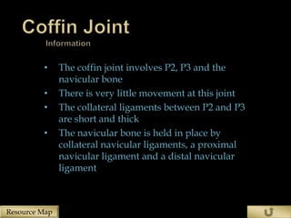 Skeletal structure of the Equine Forelimb | PPTX