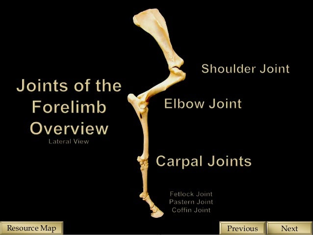Skeletal structure of the Equine Forelimb