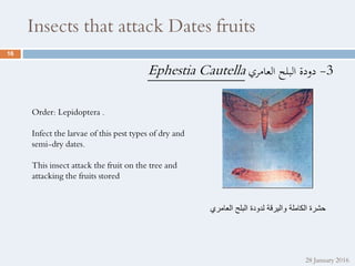 proposal date palm final | PPTX