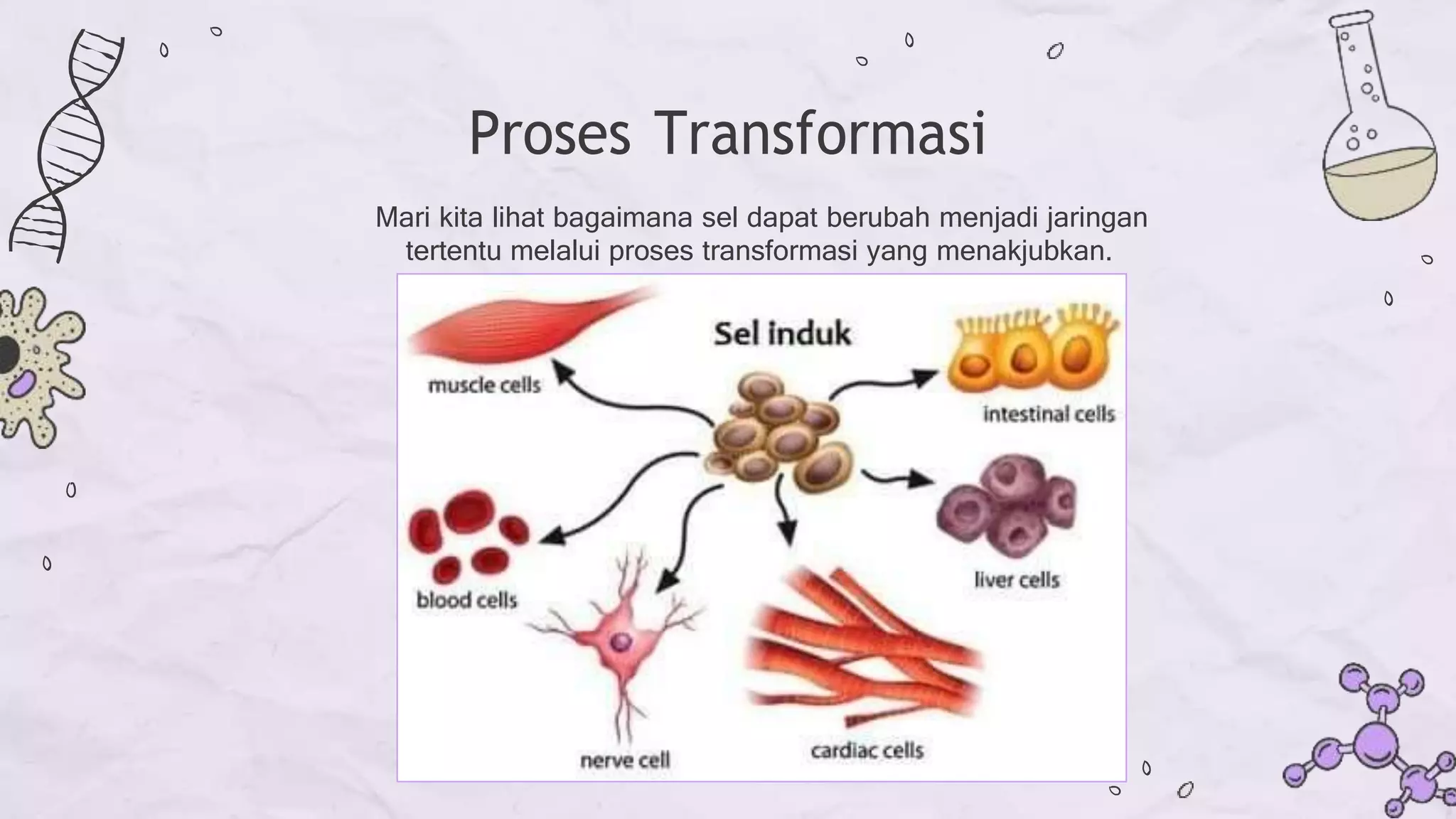9389__3.diferensiasi-sel.docx