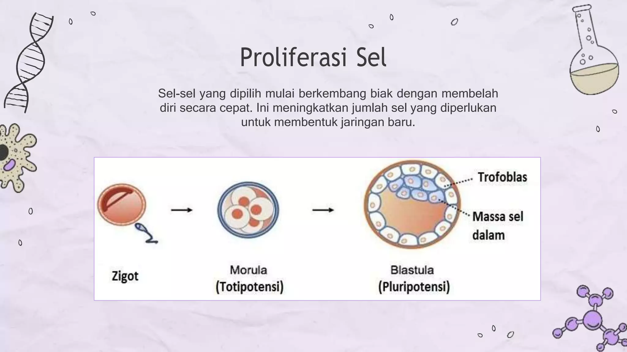 9389__3.diferensiasi-sel.docx